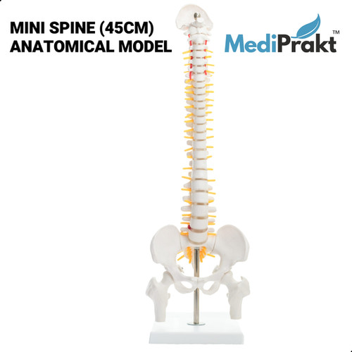 MINI SPINE MODEL (Vertebral/Spinal Column Model) With Femur Head ...