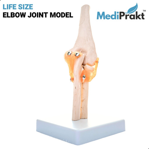 ELBOW JOINT MODEL| MediPrakt