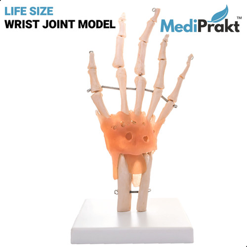 WRIST JOINT MODEL| MediPrakt