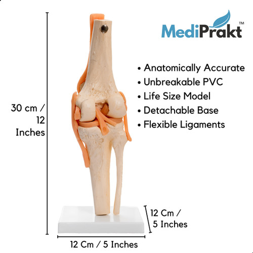 Knee Joint Model | With Flexible Ligaments | For Demonstration ...