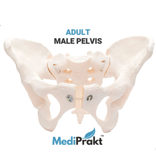 MALE PELVIS MODEL| MediPrakt