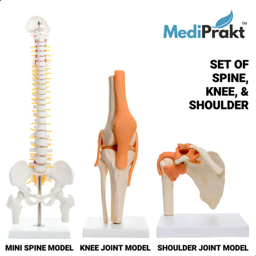 SPINE, KNEE & SHOULDER JOINT ANATOMICAL MODEL COMBO | Anatomical Body ...