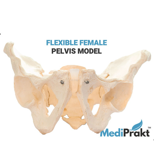 FLEXIBLE FEMALE PELVIS MODEL| MediPrakt