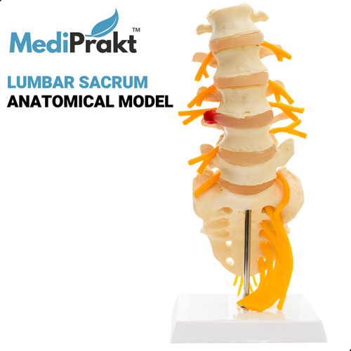 LUMBAR SACRUM SPINE MODEL| MediPrakt