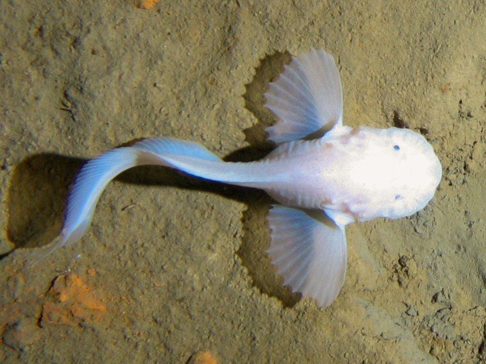 The World's Deepest Fish