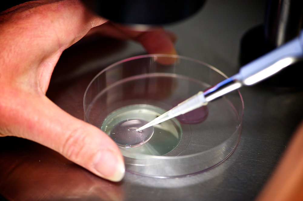 Plastic Embryos: The Detrimental Impact of using Plastics in Fertility ...