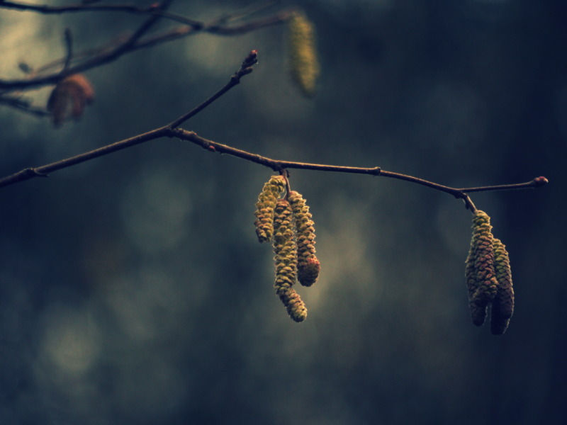 The vertical and horizontal ecological structures of British Woodland