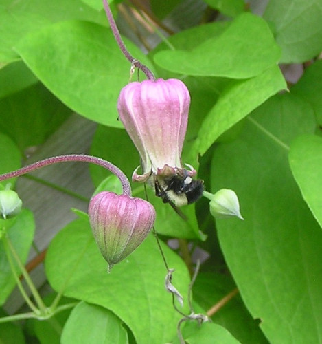 Clematis pitcheri (Purple leatherflower) | NIKIAN Gardens