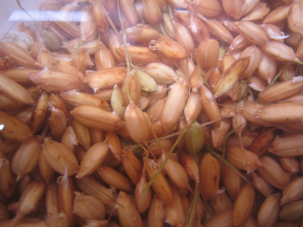RICE GROWING 101: Sowing Germinated Seed
