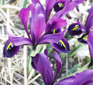 Iris histrioides 'George' (Dwarf bulbous iris) | NIKIAN Gardens