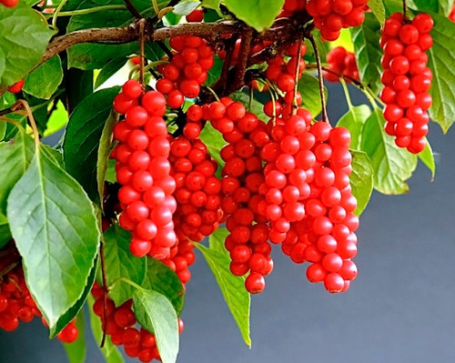 Schisandra chinensis (Five-flavor berry) | NIKIAN Gardens