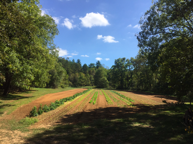 THE FARM | Mysite