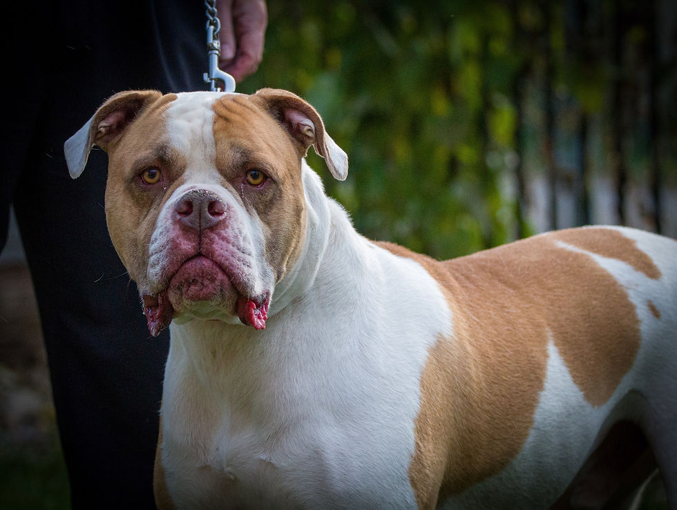 CenterBull Kennel - American Bulldogs Available