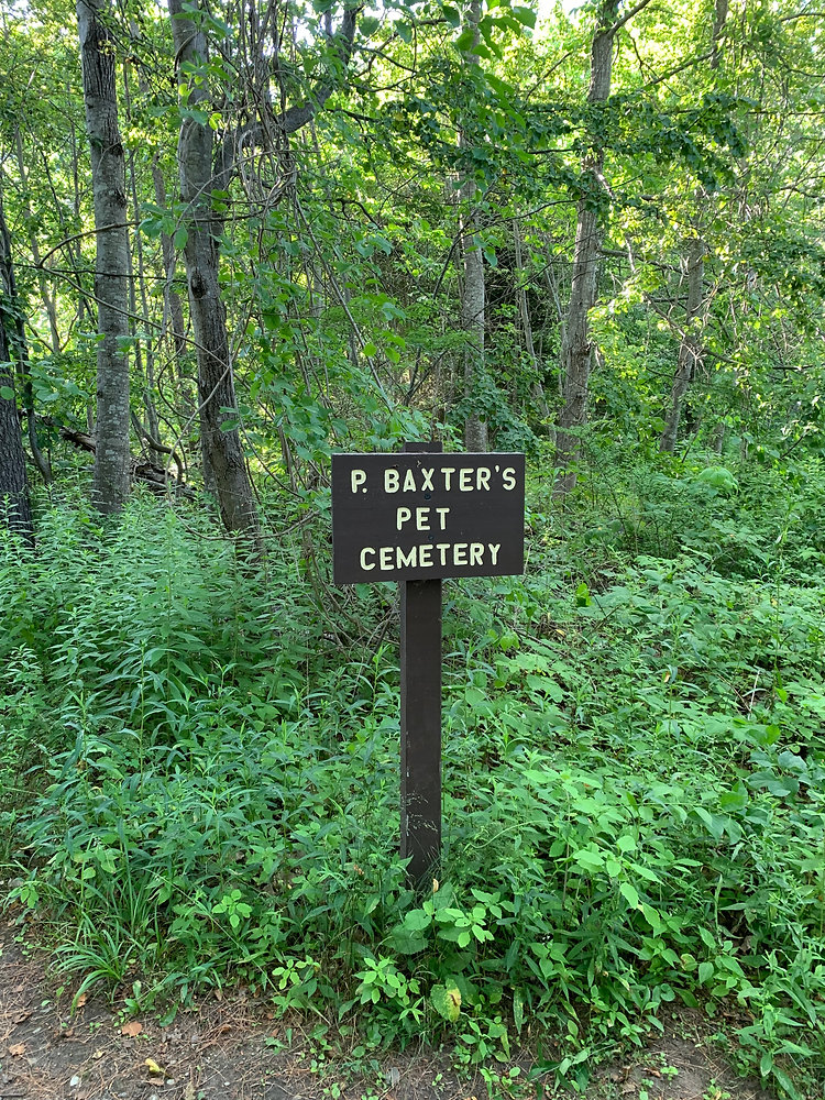 Governor Percival Baxter and His Irish Setters