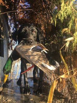 Guided Texas Duck Hunts | Moody Ranch