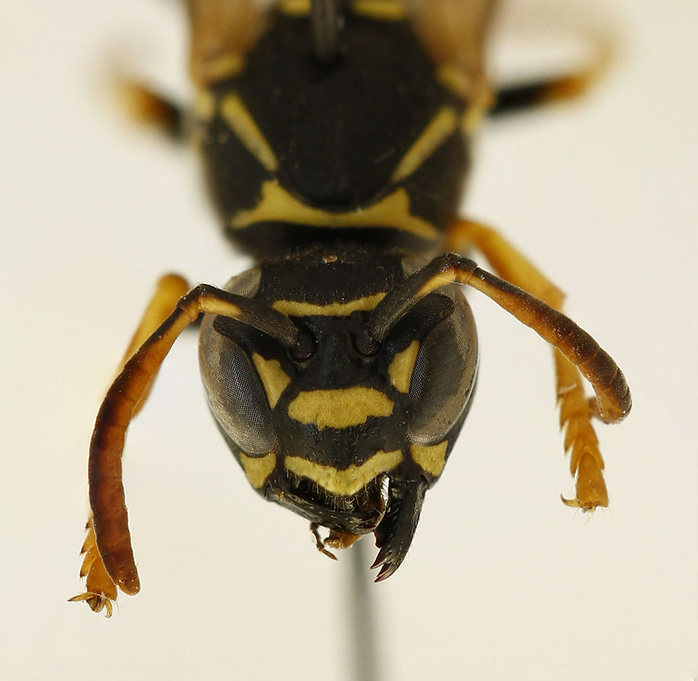 Polistes nimpha (Hymenoptera, Vespidae)