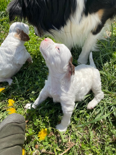 Male puppies | English Setter Farms