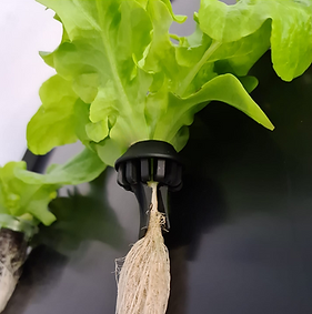 GyroPlant | Reusable Grow Plugs for Vertical Farming