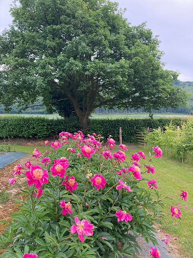 Border Peonies | Midlands peony farm | Gatley Farms, Leominster, UK
