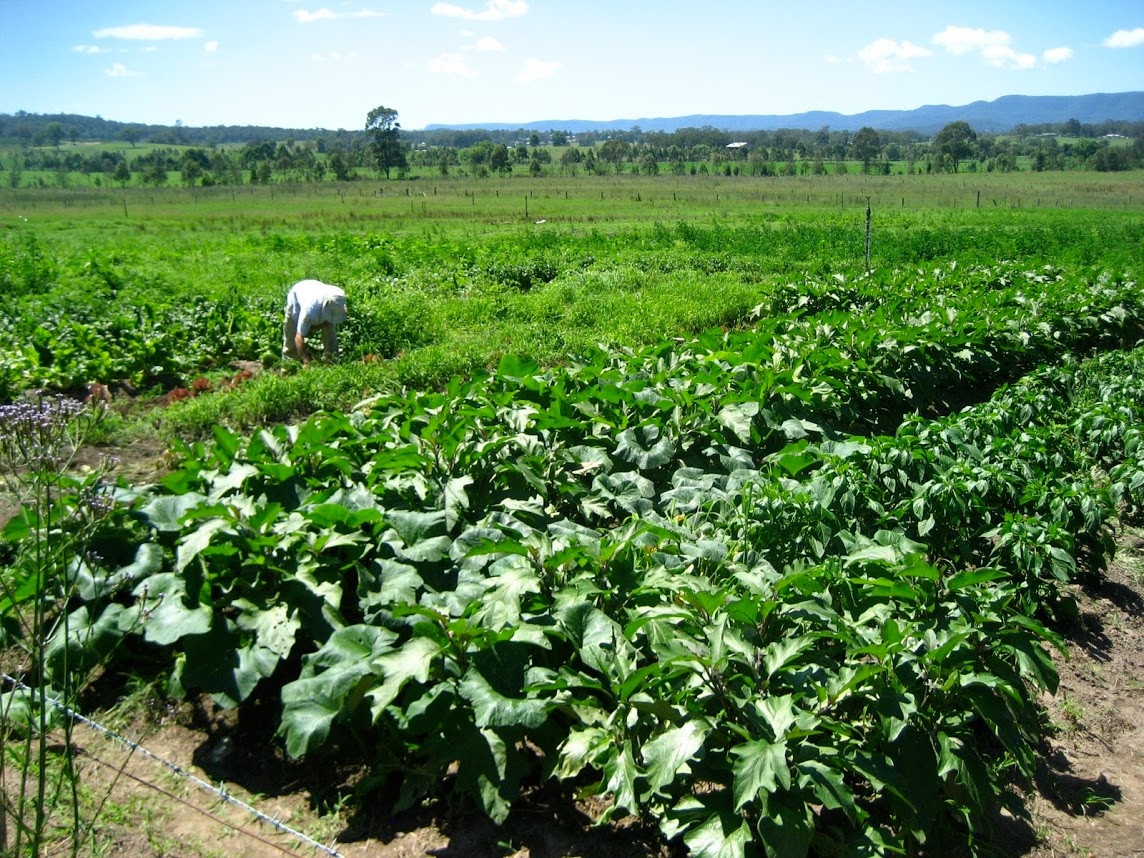 Farm Photos | New Gokula