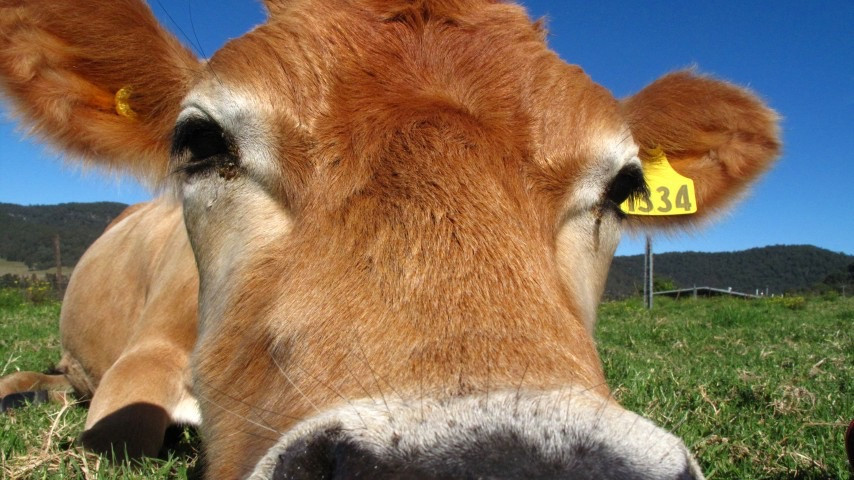 Farm Photos | New Gokula