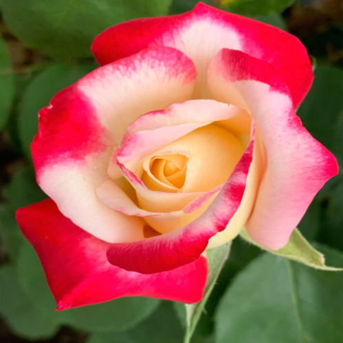 Made To Order Stuffed Animals | RCP Creations