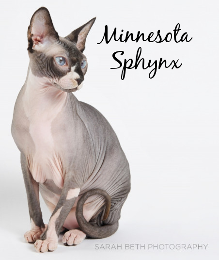 Minnesota Sphynx Elf Bambino Dwelf