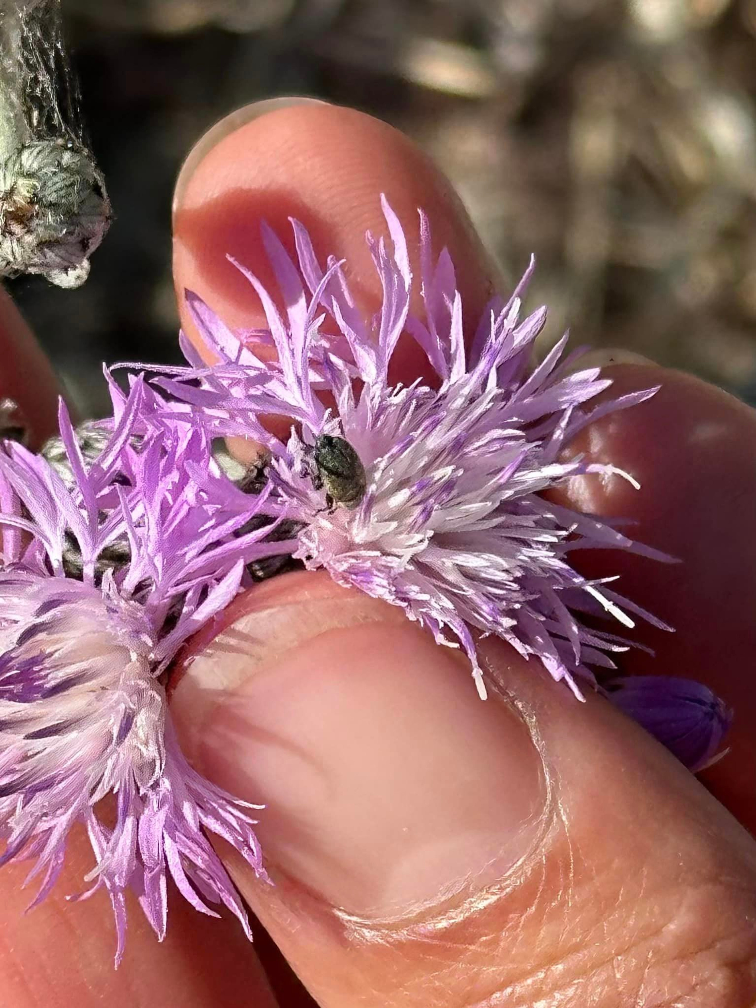 Biological Pest Control on Spotted Knapweed