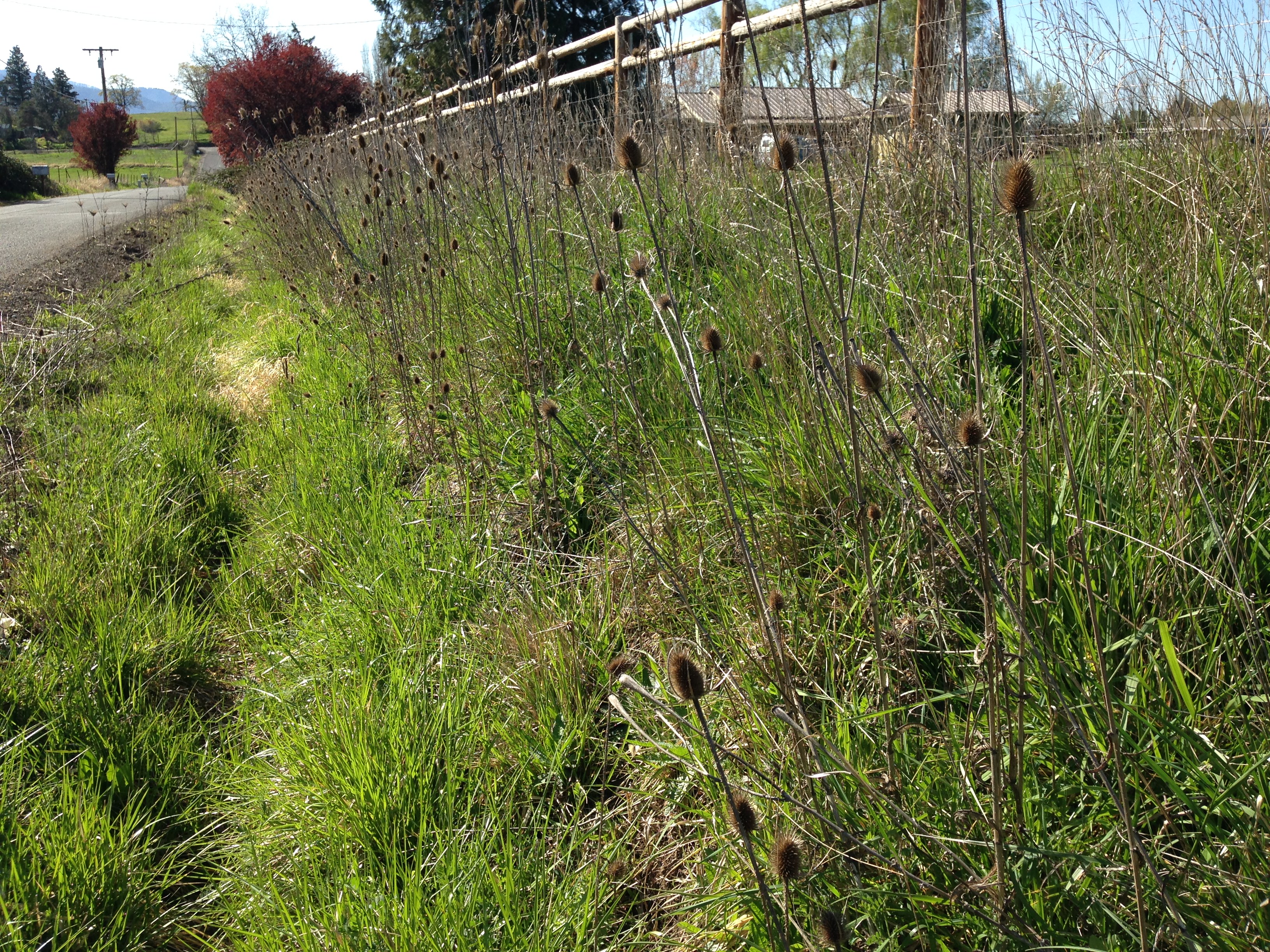 Southern Oregon Field Mowing