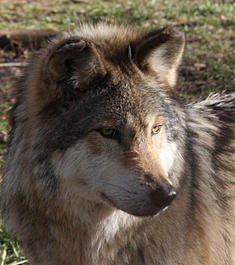 Wolfen Charms • Wolf Facts