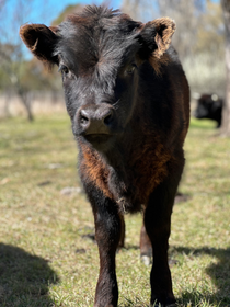 MINIATURE CATTLE | Willowgate Farm