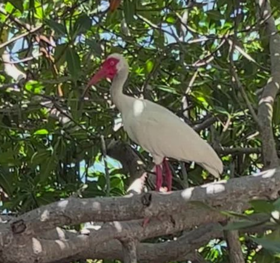American White Ibis: Key Largo’s Majestic Wader