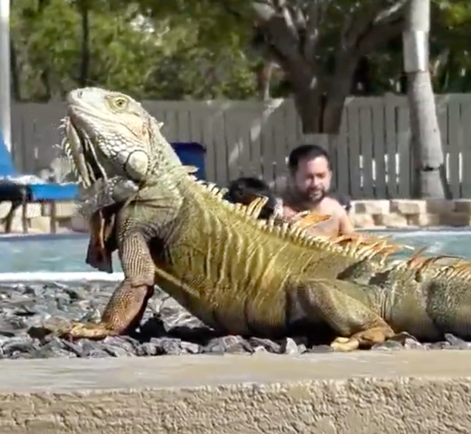 Key West Iguanas: Nature's Invaders | Wander 'Bout