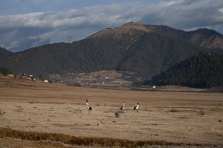 13 Day Cultural Tour | Touch Bhutan