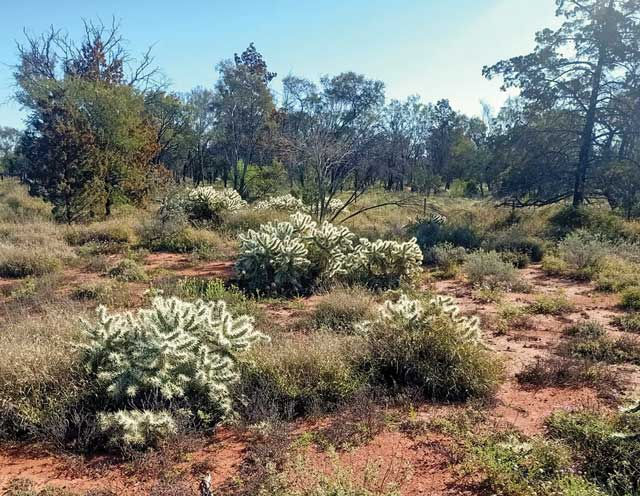 Hudson Pear out of control around the Ridge