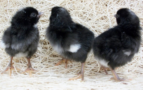 Barred Rock Bantam Chicks | Hancock Farms