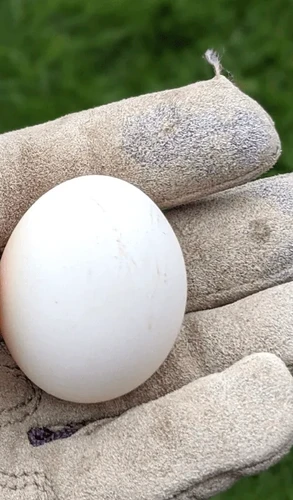 Barred rock bantam hatching eggs | Hancock Farms
