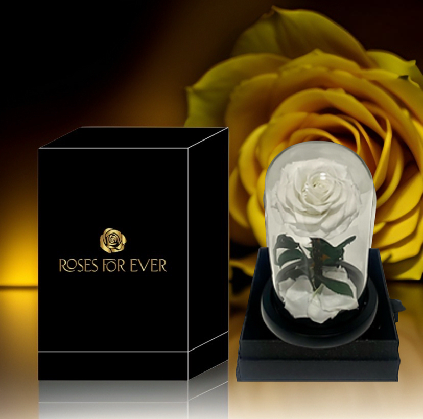 Single Stem Everlasting Rose White | OFS