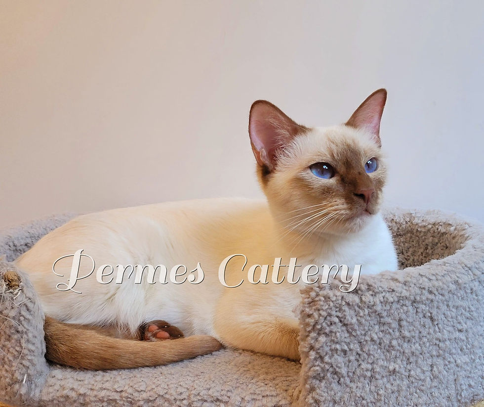 Siamese | Permes Cattery