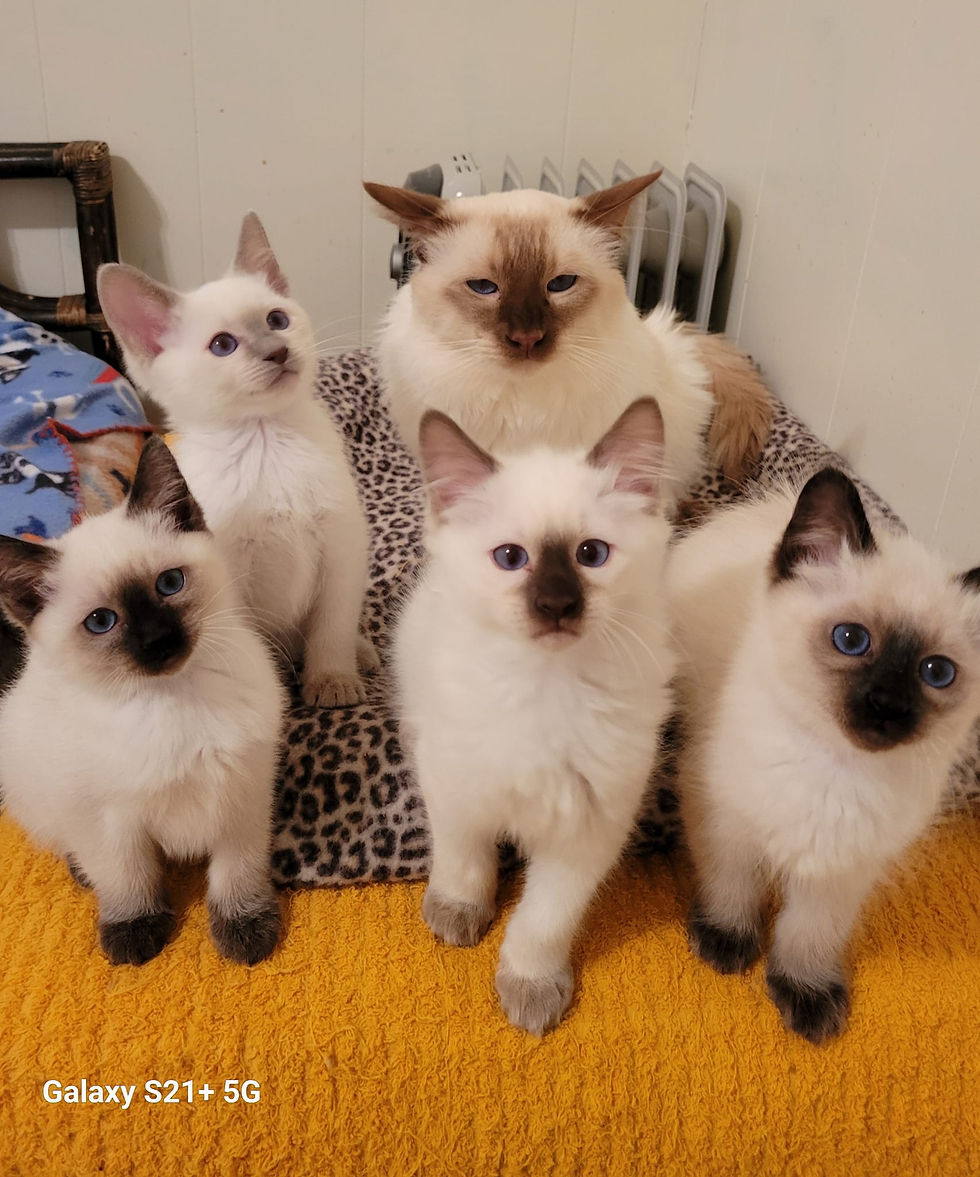 Adoption | Permes Cattery