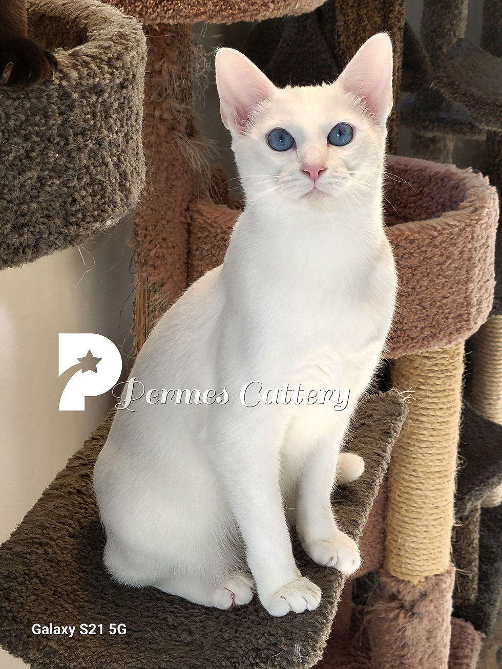 Siamese | Permes Cattery