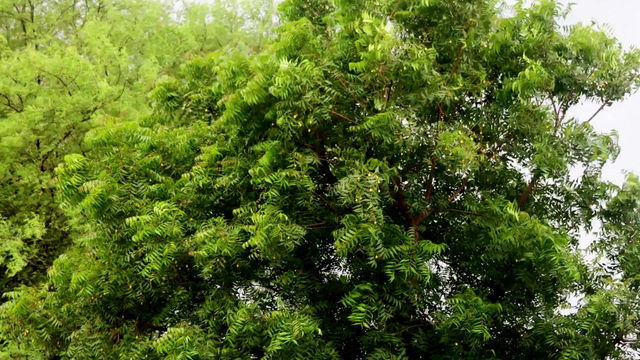 "The Green Gold of Wellness: Neem Leaves and Their Remarkable Benefits"