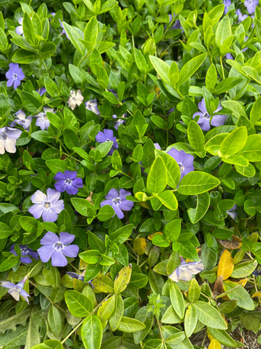 Vinca | The Hardy Bunch Nurs