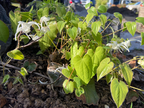 Epimedium sempervirens 'Okuda's White' | The Hardy Bunch Nurs