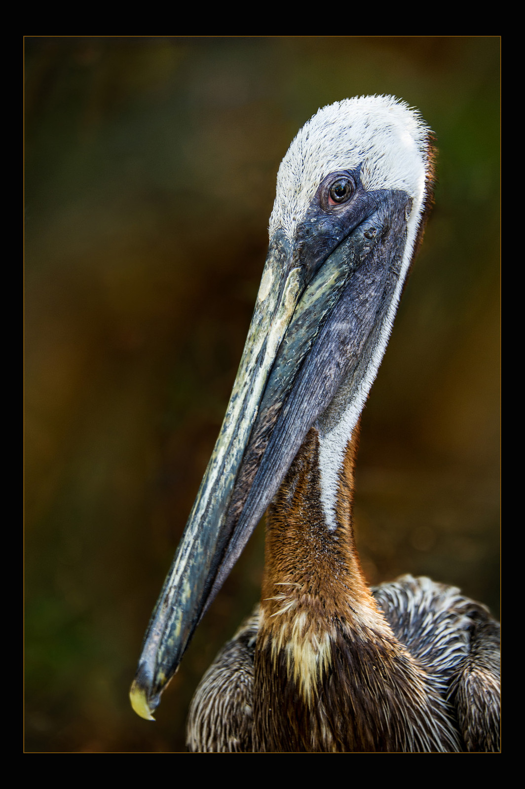 Award Winning Photos