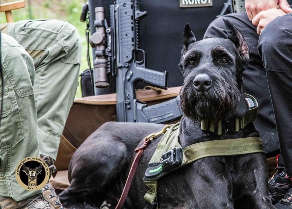 ORUŽJE DANA 17.05.2015. GODINE - POLICIJSKI PSI