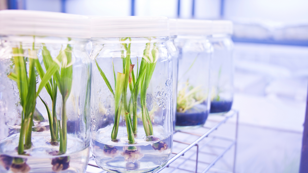 How to use 6-BAP (6-Benzylaminopurine)