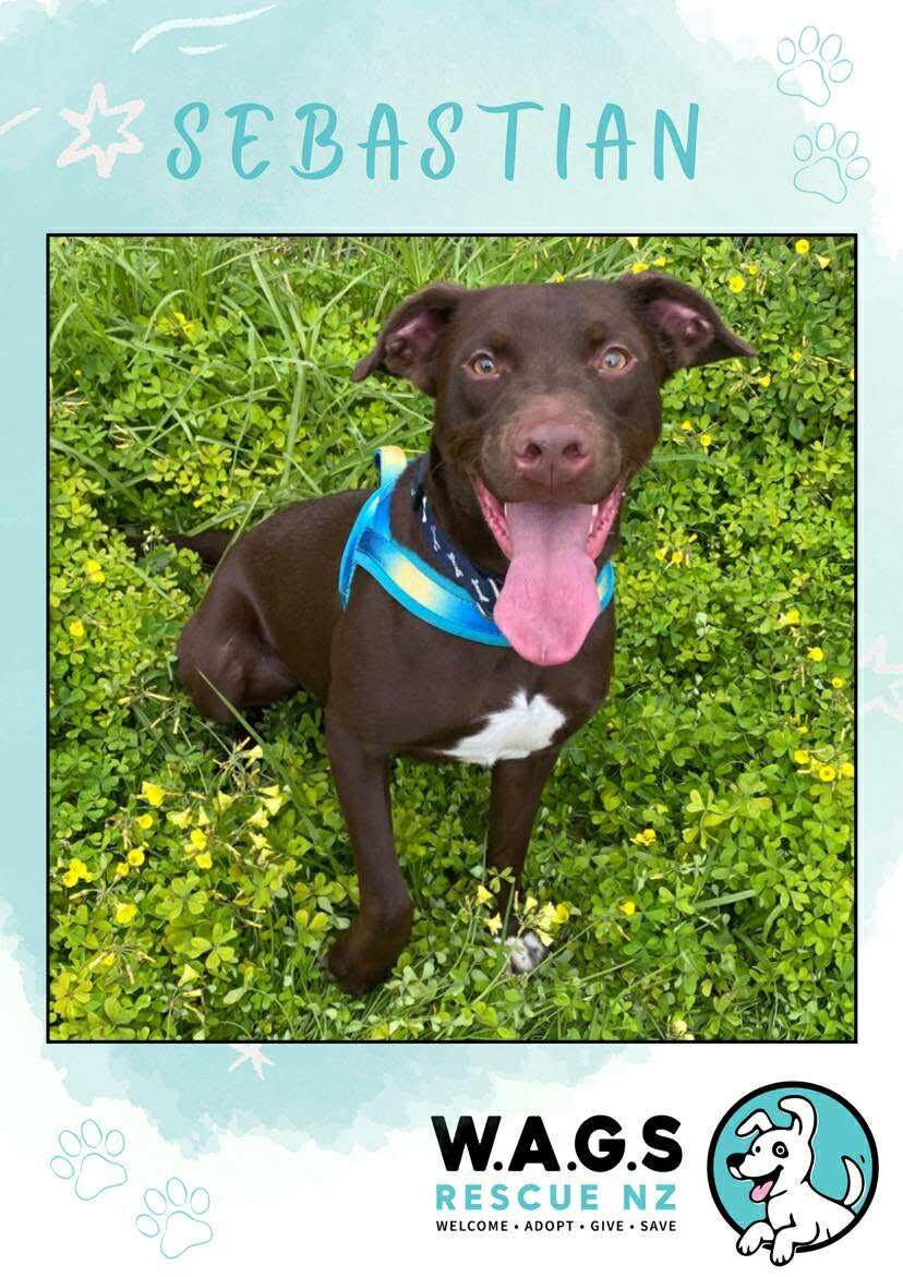 Sebastian | W.A.G.S Rescue NZ