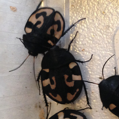 question mark roaches (colony) | reptiles