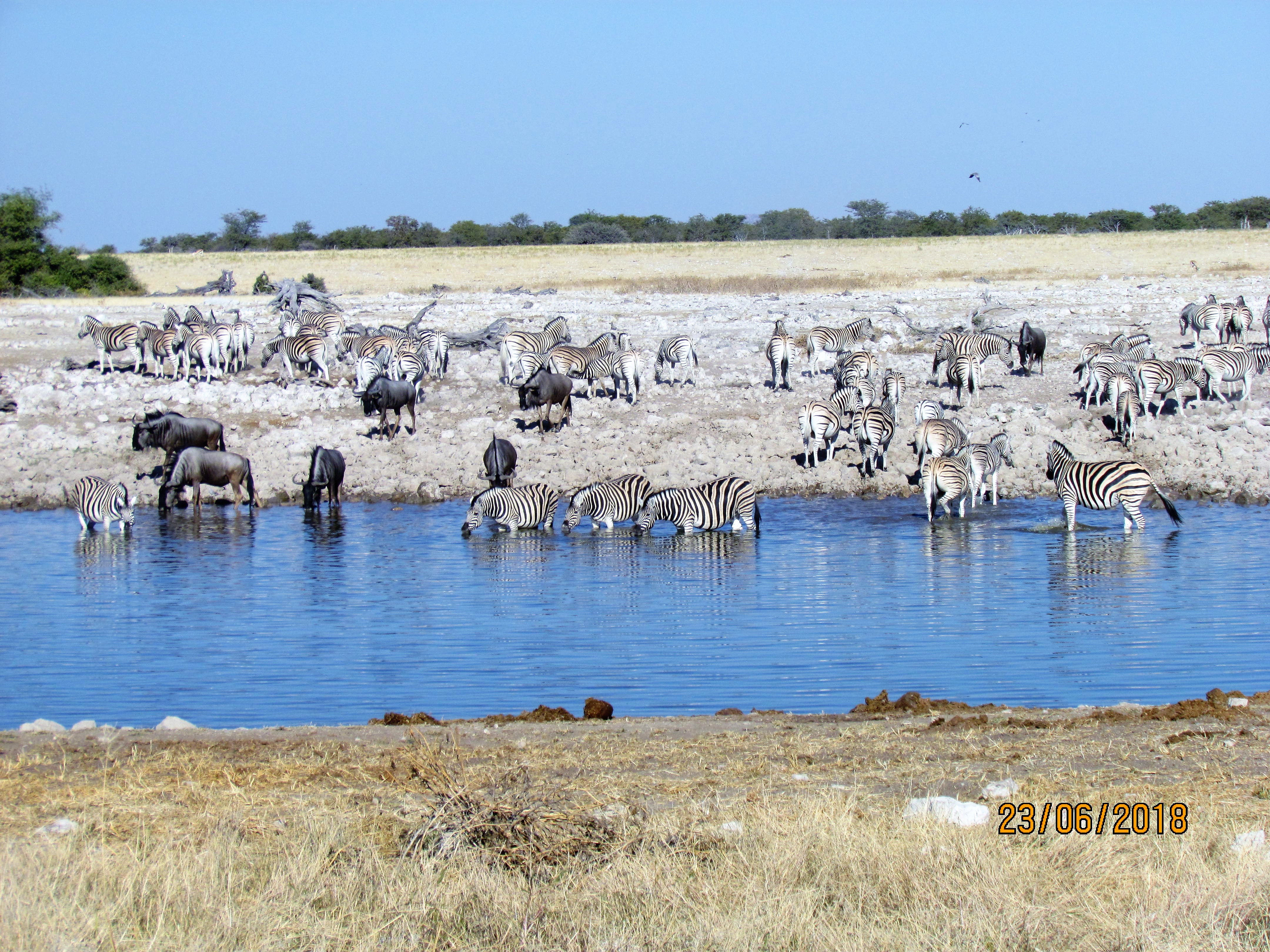 Red Dune Safaris - Namib Sand Sea, Etosha, Namib Naukluft.